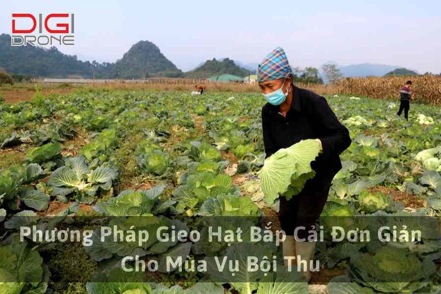 Phương Pháp Gieo Hạt Bắp Cải Đơn Giản Cho Mùa Vụ Bội Thu