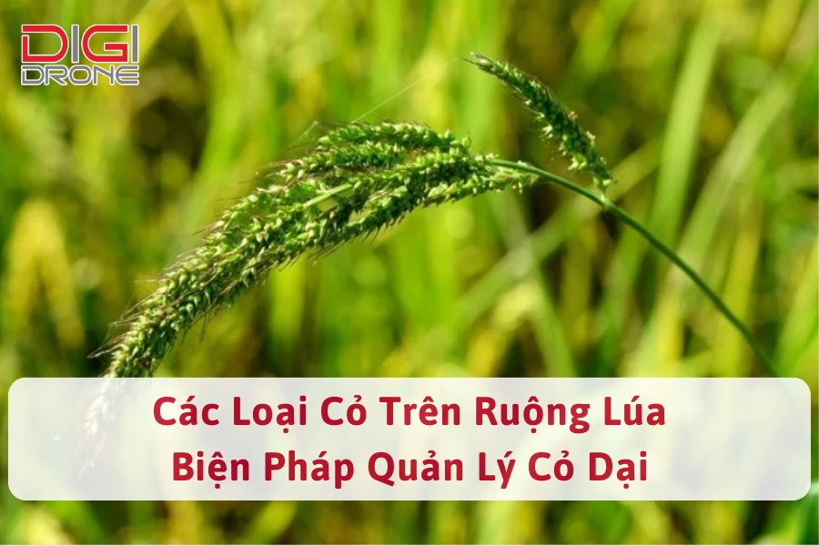 Các loại cỏ trên ruộng lúa và biện pháp quản lý cỏ dại