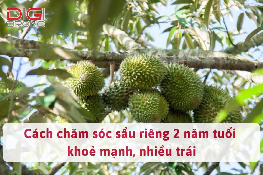 Cách Chăm Sóc Sầu Riêng 2 Năm Tuổi Khỏe Mạnh, Nhiều Trái