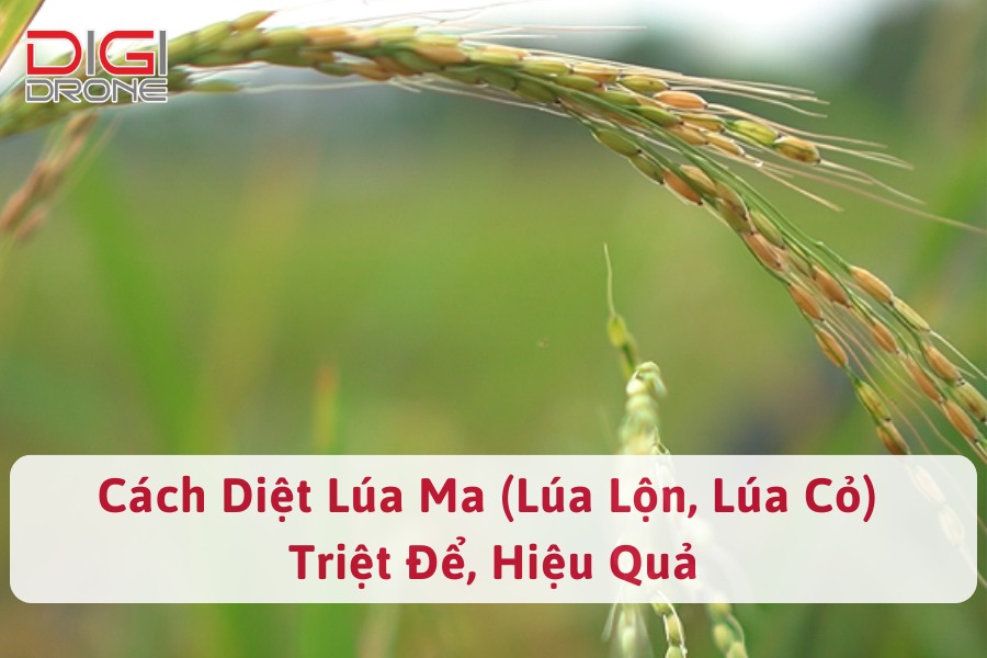 Cách diệt lúa ma (lúa lộn, lúa cỏ) triệt để, hiệu quả