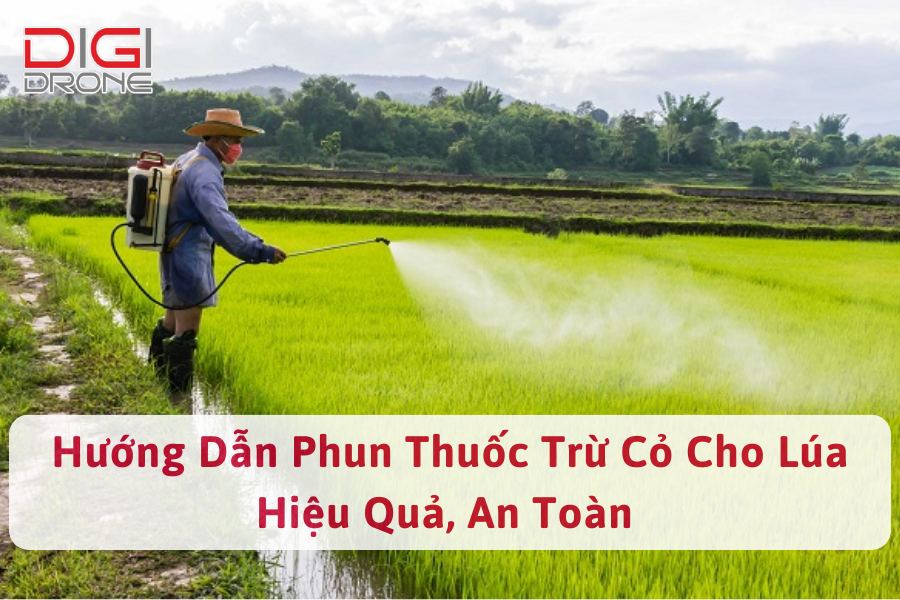 Hướng Dẫn Phun Thuốc Trừ Cỏ Cho Lúa Hiệu Quả, An Toàn