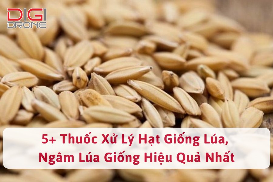 5+ Thuốc Xử Lý Hạt Giống Lúa, Ngâm Lúa Giống Hiệu Quả Nhất