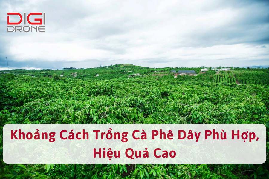 Kỹ Thuật Khoảng Cách Trồng Cà Phê Dây Phù Hợp Hiệu Quả Cao