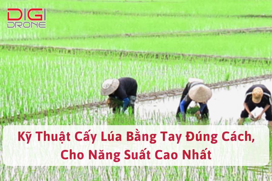 Kỹ Thuật Cấy Lúa Bằng Tay Đúng Cách, Cho Năng Suất Cao Nhất