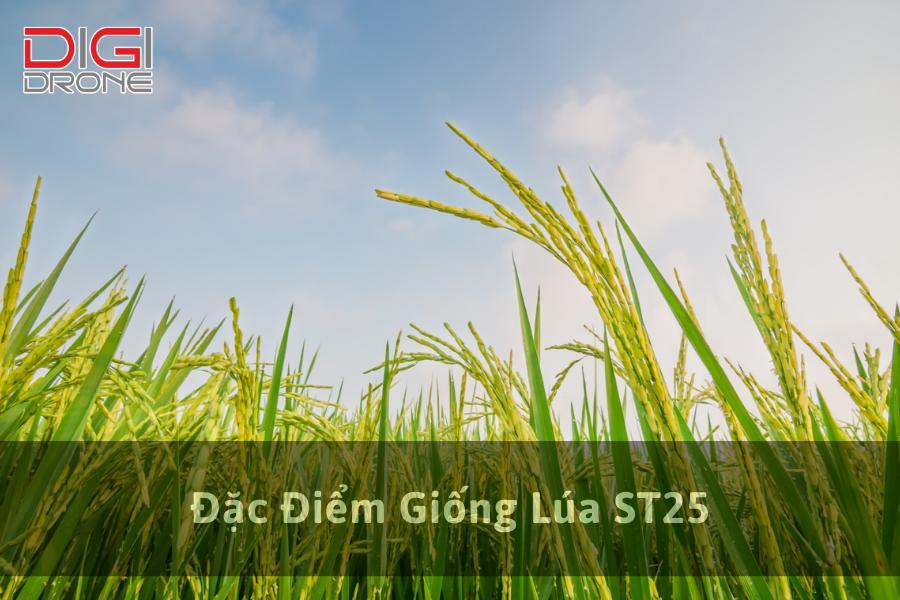 Đặc Điểm Giống Lúa ST25