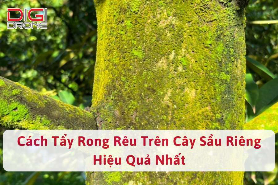 Bí Quyết Tẩy Rong Rêu Trên Cây Sầu Riêng Hiệu Quả & An Toàn