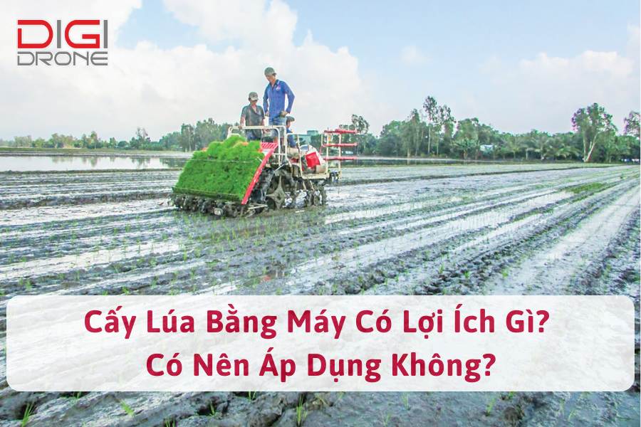 Cấy Lúa Bằng Máy Có Lợi Ích Gì? Có Nên Áp Dụng Không?