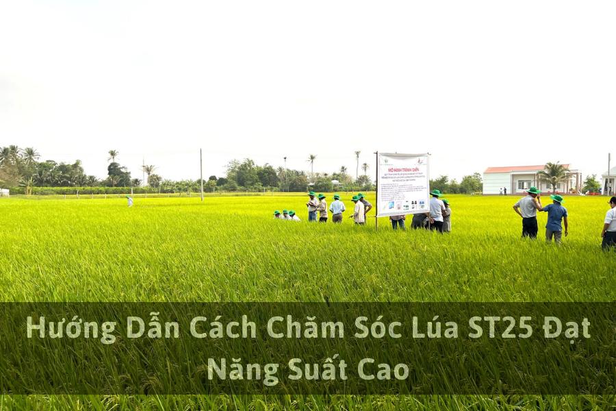 Hướng Dẫn Cách Bón Phân Cho Lúa ST25 Đạt Năng Suất Cao