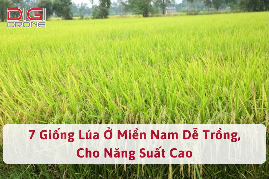 Các Giống Lúa Ở Miền Nam Dễ Trồng, Cho Năng Suất Cao