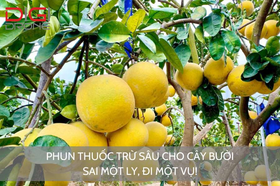 Phun Thuốc Trừ Sâu Cho Cây Bưởi: Sai Một Ly, Đi Một Vụ!