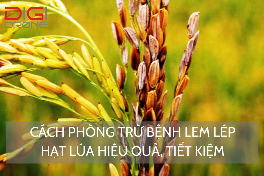Lem Lép Hạt Lúa: Dấu Hiệu, Nguyên Nhân và 5 Cách Xử Lý
