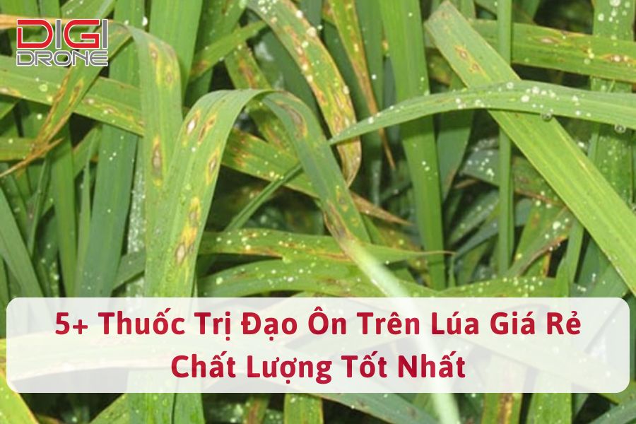 5+ Thuốc Trị Đạo Ôn Trên Lúa Giá Rẻ, Chất Lượng Tốt Nhất