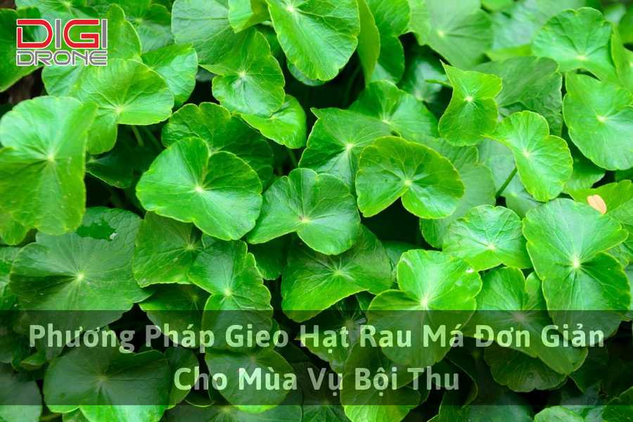 Phương Pháp Gieo Hạt Rau Má Đơn Giản Cho Mùa Vụ Bội Thu