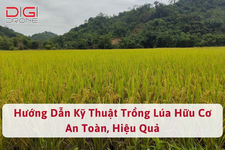 Hướng Dẫn Kỹ Thuật Trồng Lúa Hữu Cơ An Toàn, Hiệu Quả