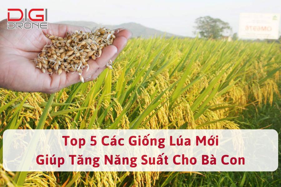 Top 5 các loại giống lúa mới giúp tăng năng suất cho bà con