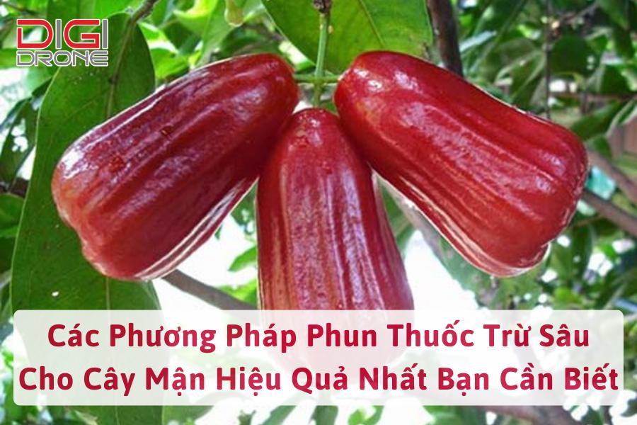 Các Phương Pháp Phun Thuốc Trừ Sâu Cho Cây Mận Hiệu Quả Nhất Bạn Cần Biết
