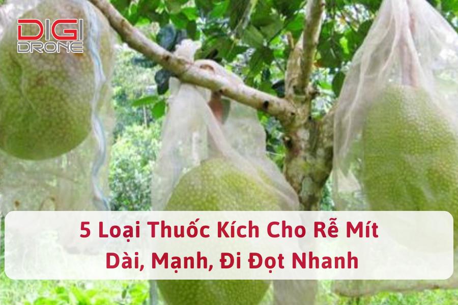 5 Loại Thuốc Kích Cho Rễ Mít Dài, Mạnh, Đi Đọt Nhanh